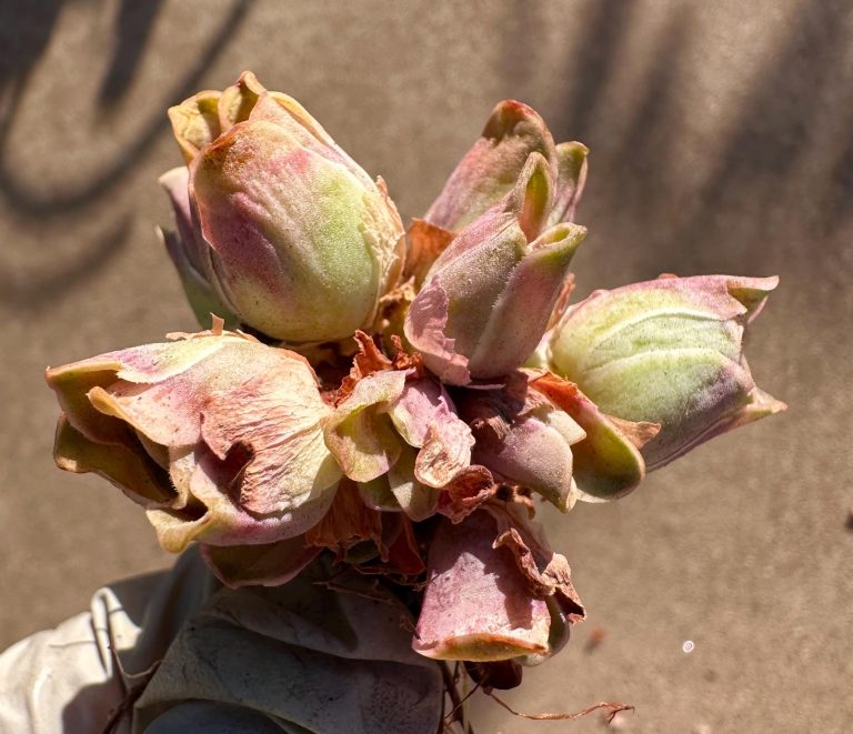 Rare Succulent: Imported mountain rose live rose Greenovia mountain ...