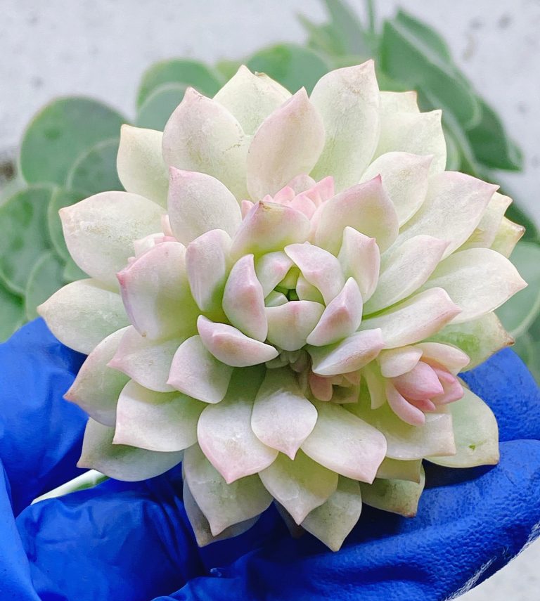 Rare Succulent: Variegated Echeveria prolifica ( Moran) rose with ...